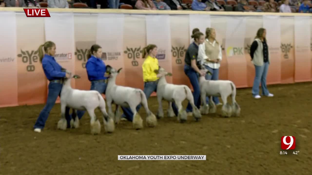 Oklahoma Youth Expo Features Students, Their Livestock From All 77 Counties