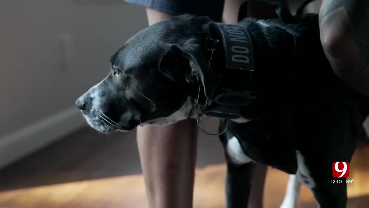 Therapy Dogs Bring Joy To Government Workers In Washington, D.C.