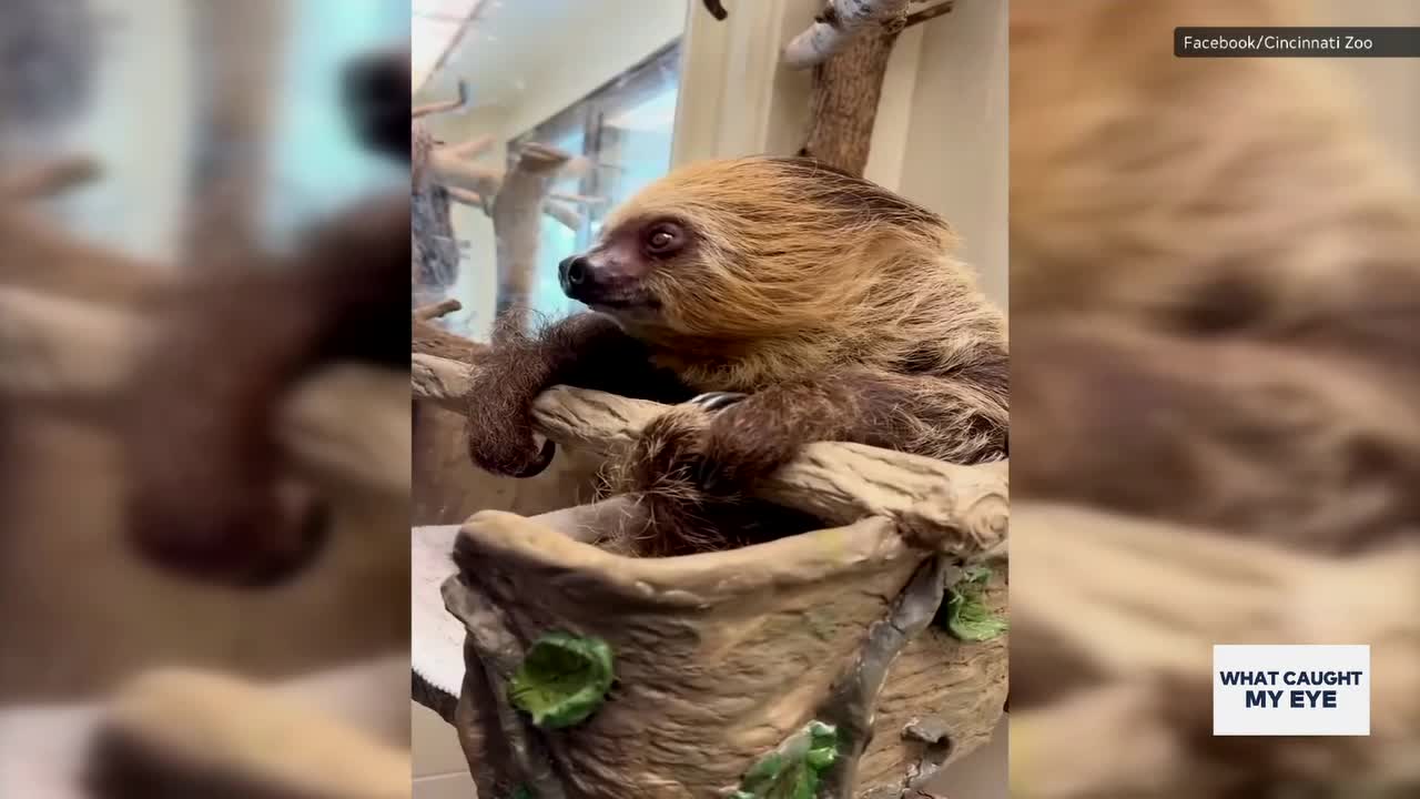 What Caught My Eye: Sloth hiccups