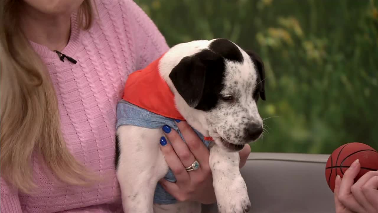 Pet of the Week: Leia