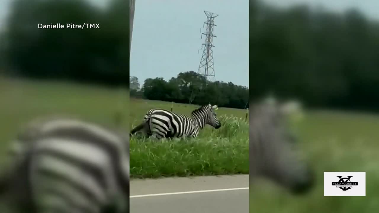 What Caught My Eye: Zebra on the loose