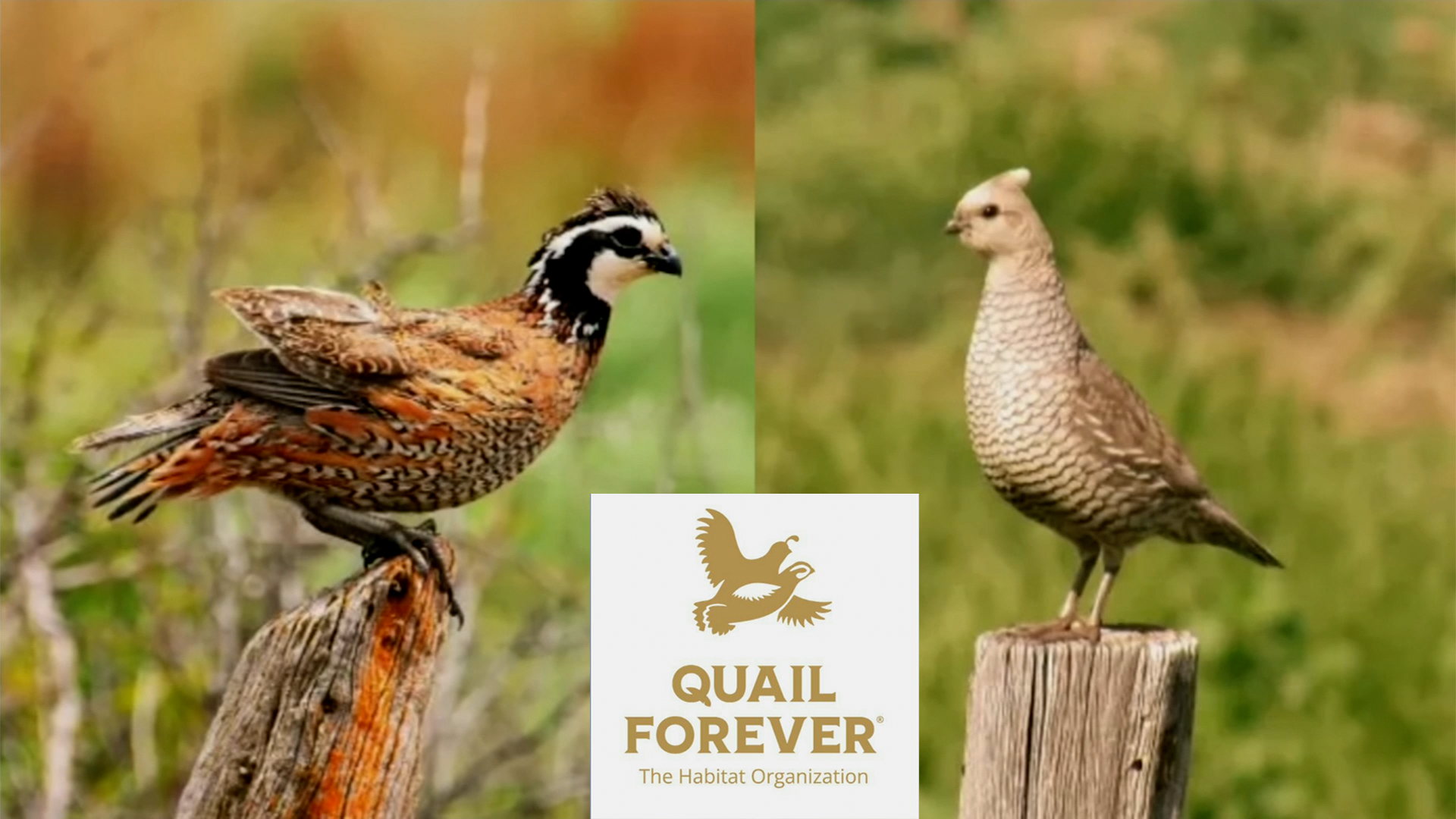 20th Quail Forever Banquet to celebrate and support youth hunters