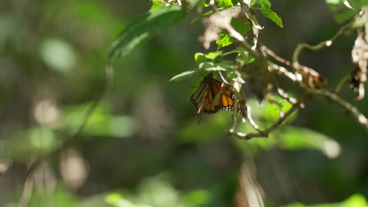 Monarch butterfly migration faces decline, OKC Zoo and News 9 spotlight ...