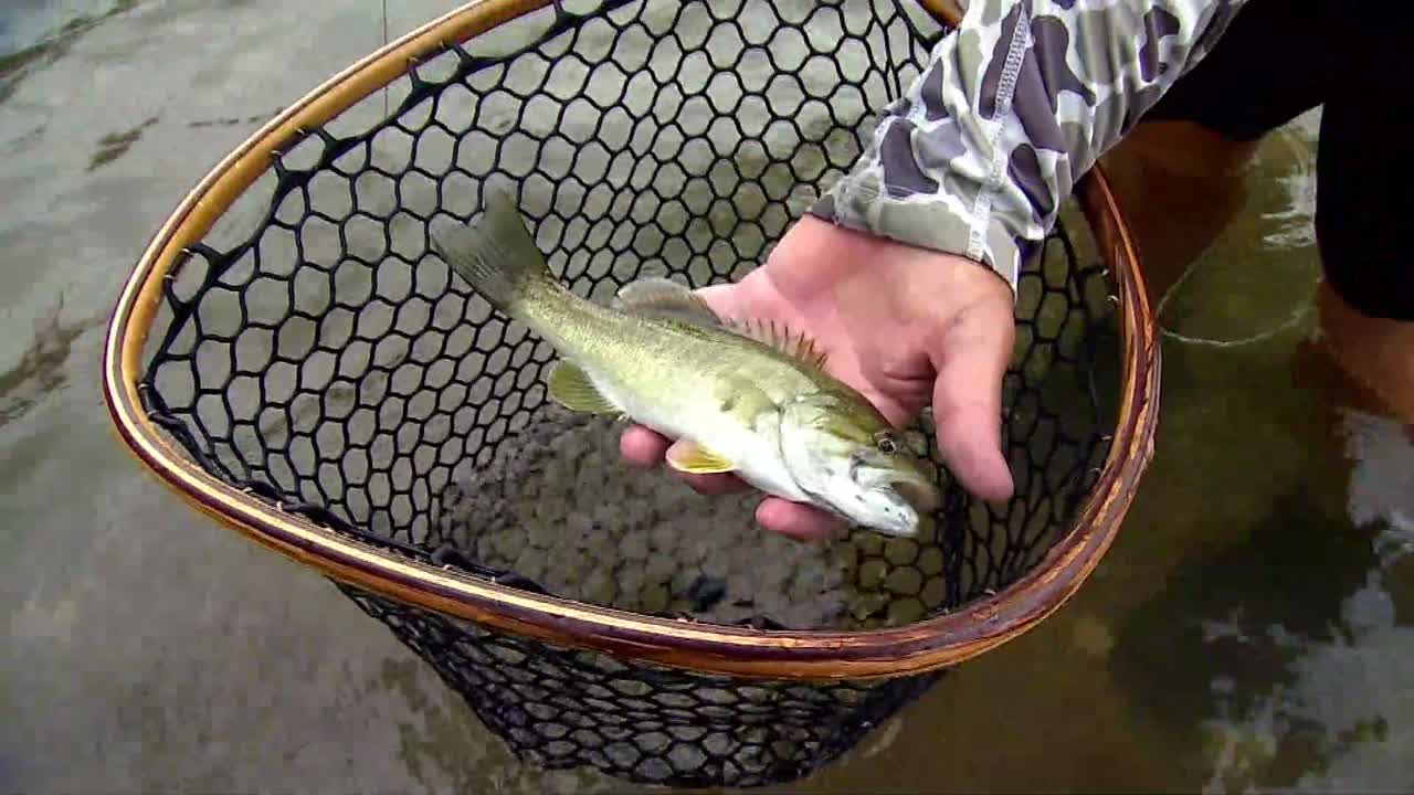 Rare Neosho Bass draws Anglers to Northeast Oklahoma