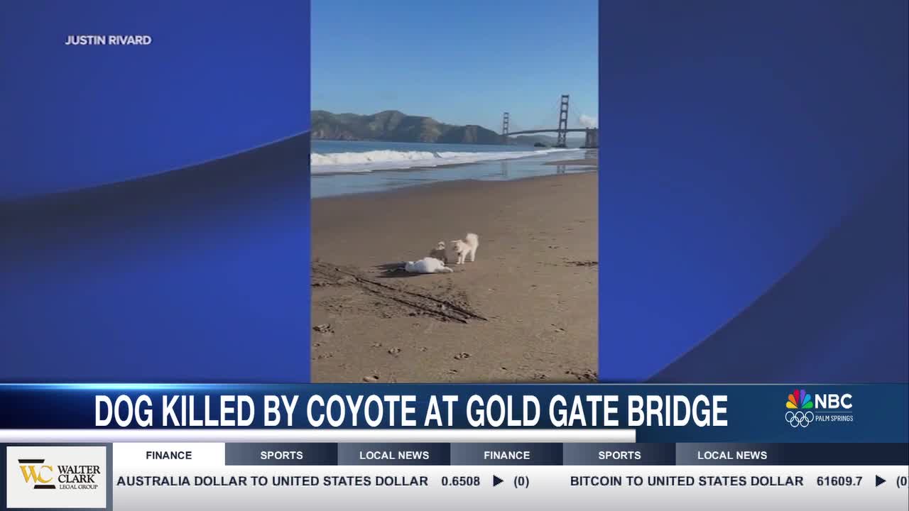 Tragedy at Baker Beach: San Francisco Couple's Dog Killed by Coyotes