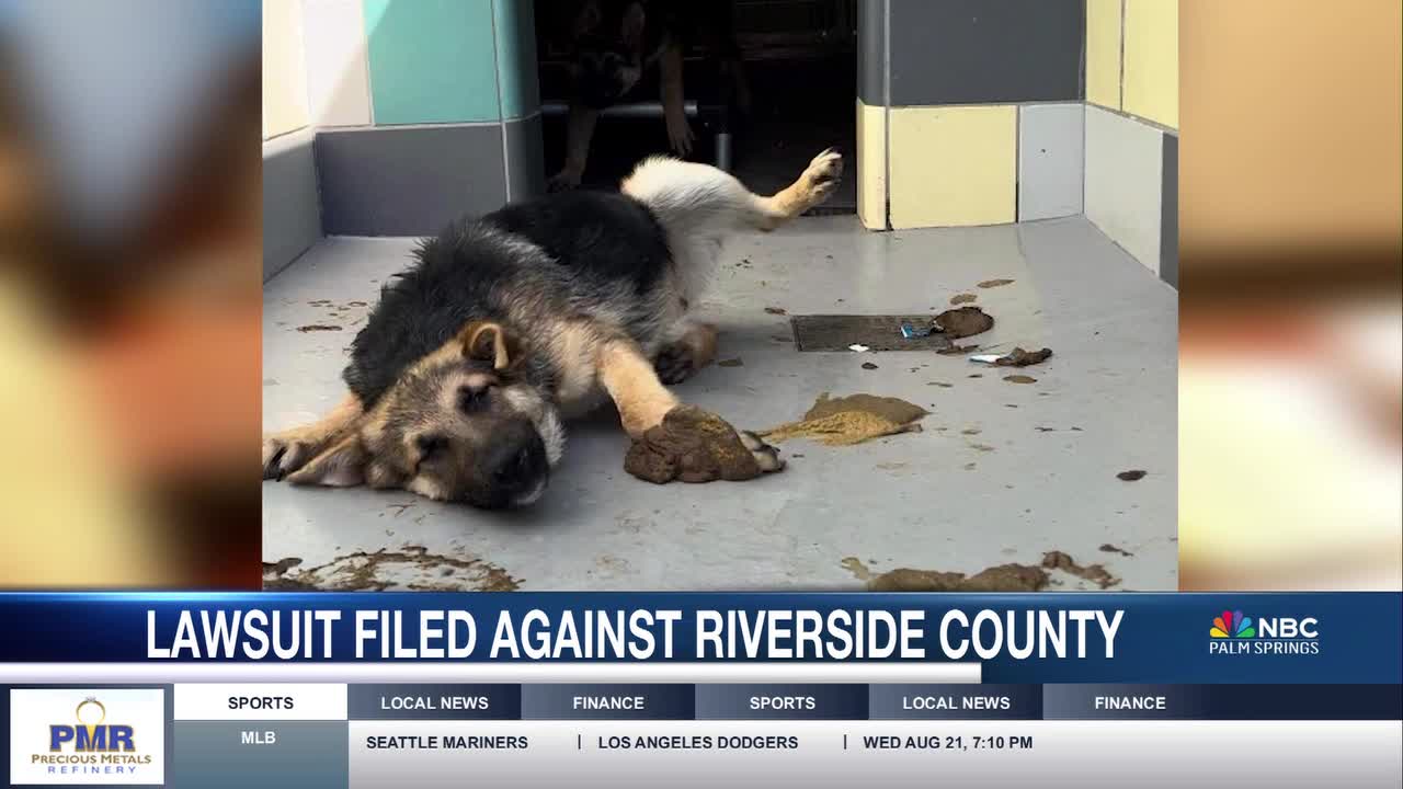 Lawsuit Filed Against Riverside County Animal Shelters Over Negligence ...