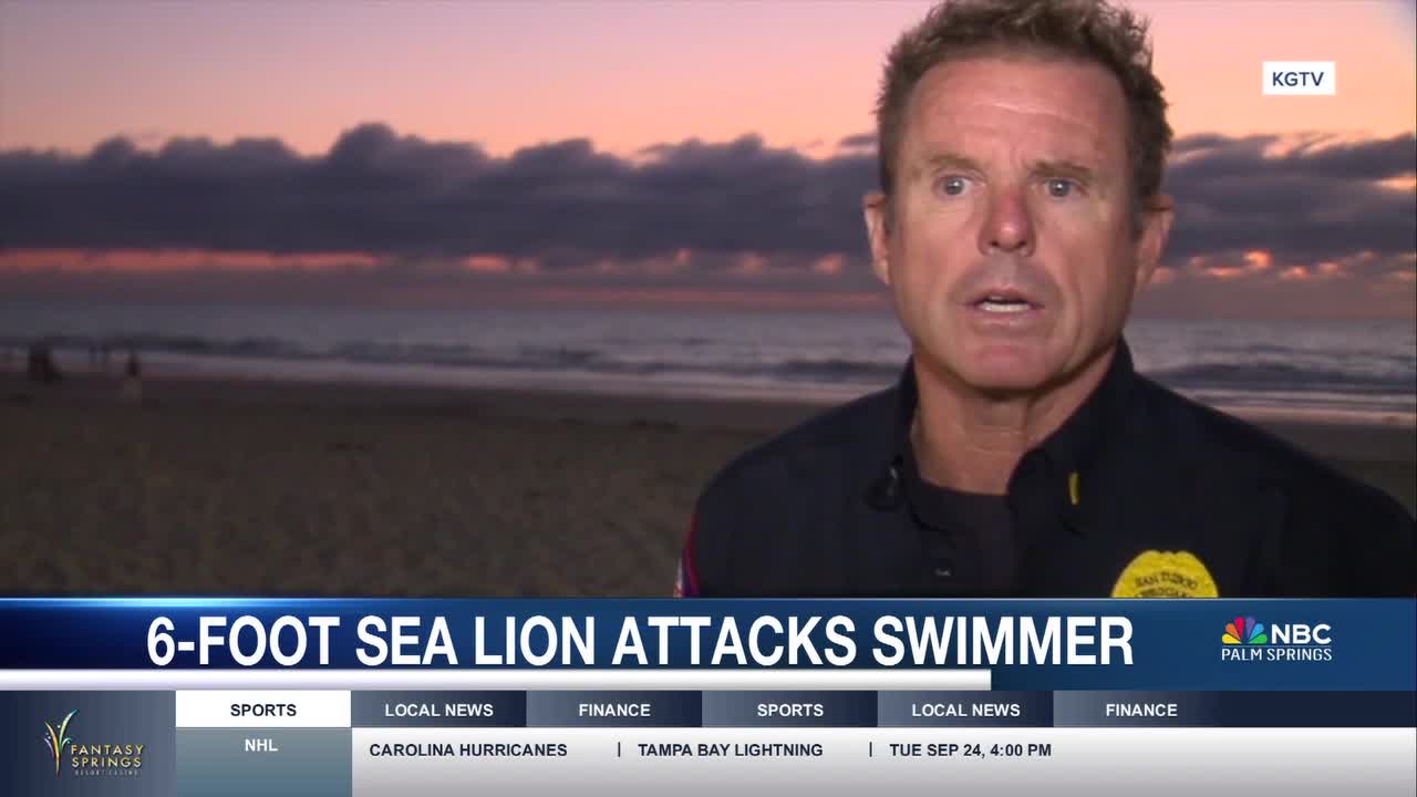 California Man Attacked by 6-Foot Sea Lion While Swimming at Mission Beach