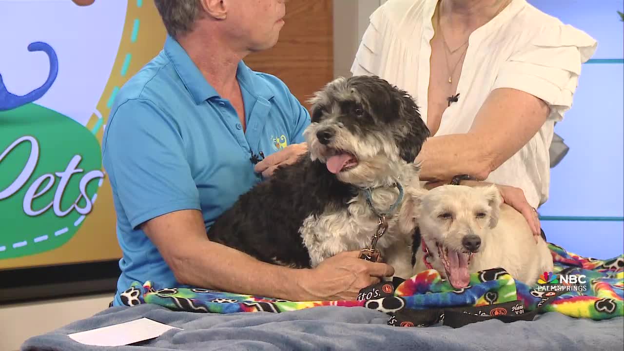 Adorable Bonded Pair Archie and Mr. Farber Berry Looking for a Forever ...