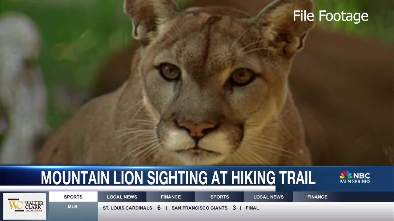 Mountain Lion Sighting Prompts Safety Tips for Hikers