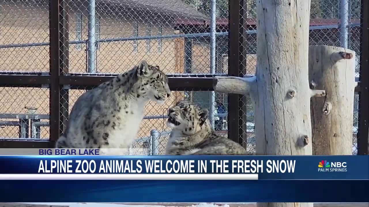 Animals at Big Bear Alpine Zoo Enjoy Winter Wonderland as Snow Blankets ...