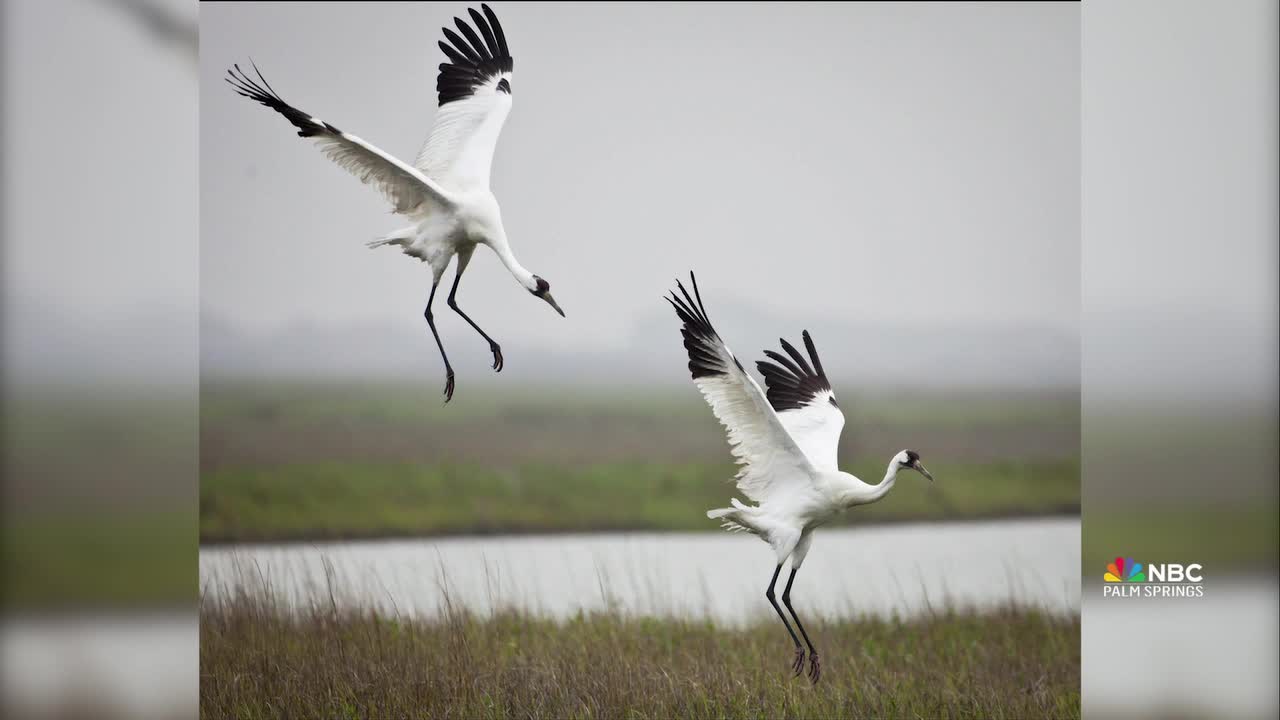 Celebrate Whooping Crane Day, World Otter Day, and More with NBC Palm ...