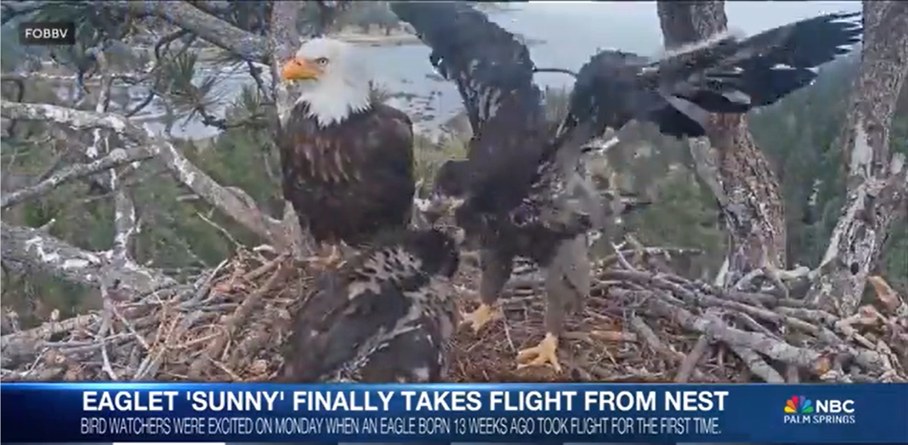 Sunny the Eaglet Takes First Flight at Big Bear Lake, Leaves Nest Behind