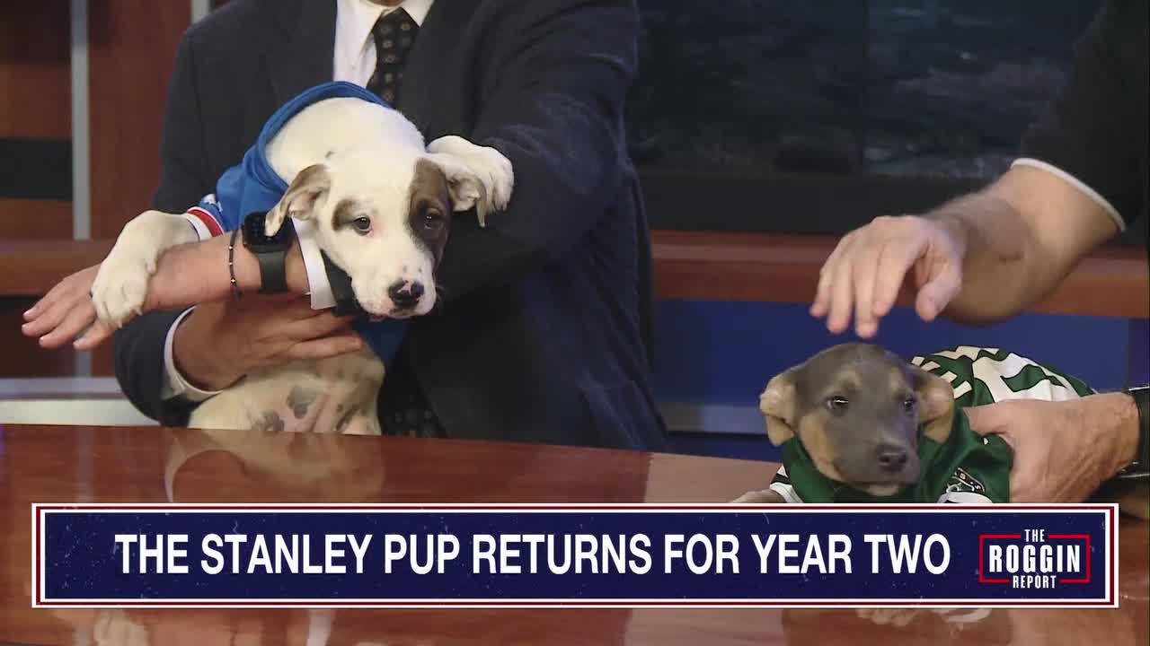 Stanley Pup Returns: NHL Teams Go to the Dogs in Adorable Rescue Event