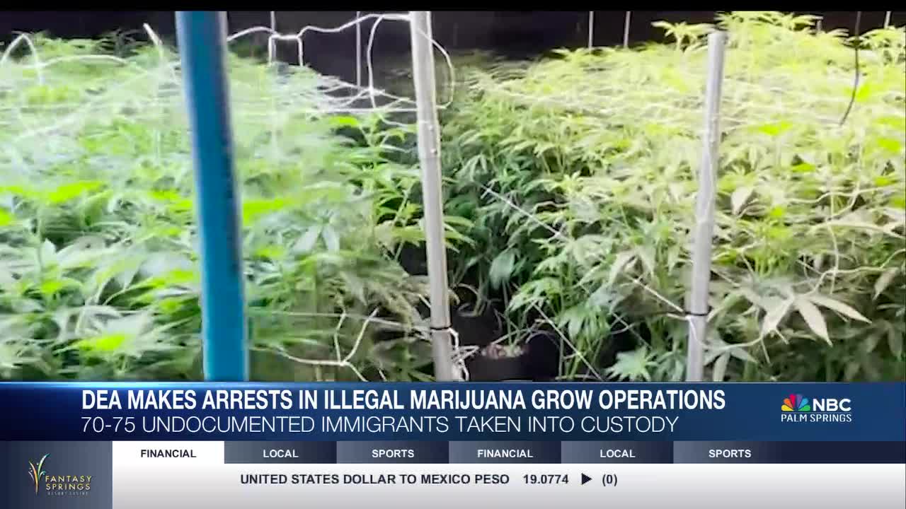 DEA Marijuana Bust in East Valley Sparks Panic as 75 Undocumented ...