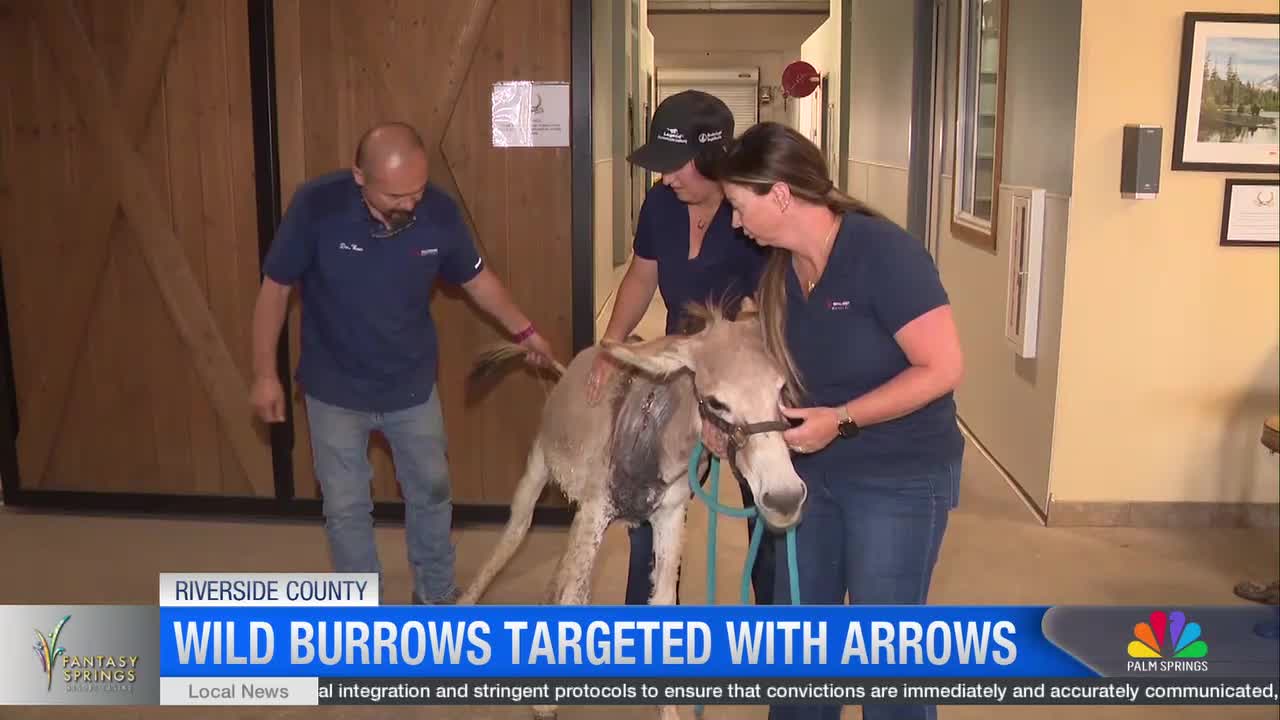 $7,000 Reward Offered to Find Suspect Who Shot Wild Donkeys With Arrows