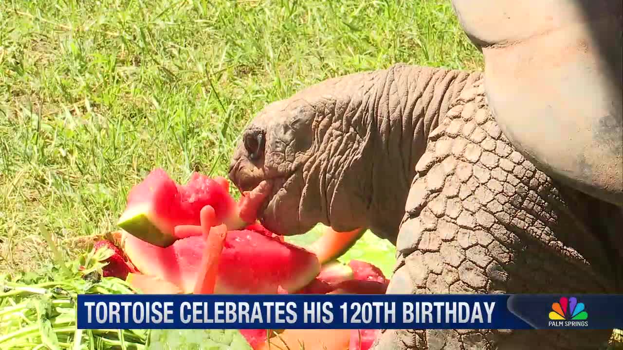 Tortoise Celebrates His 120th Birthday