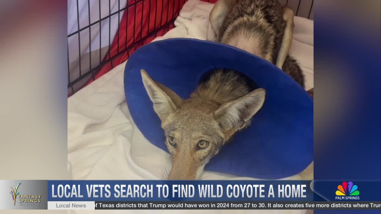 Palm Desert Vet Saves Injured Coyote, Now Urgently Seeks Wildlife ...