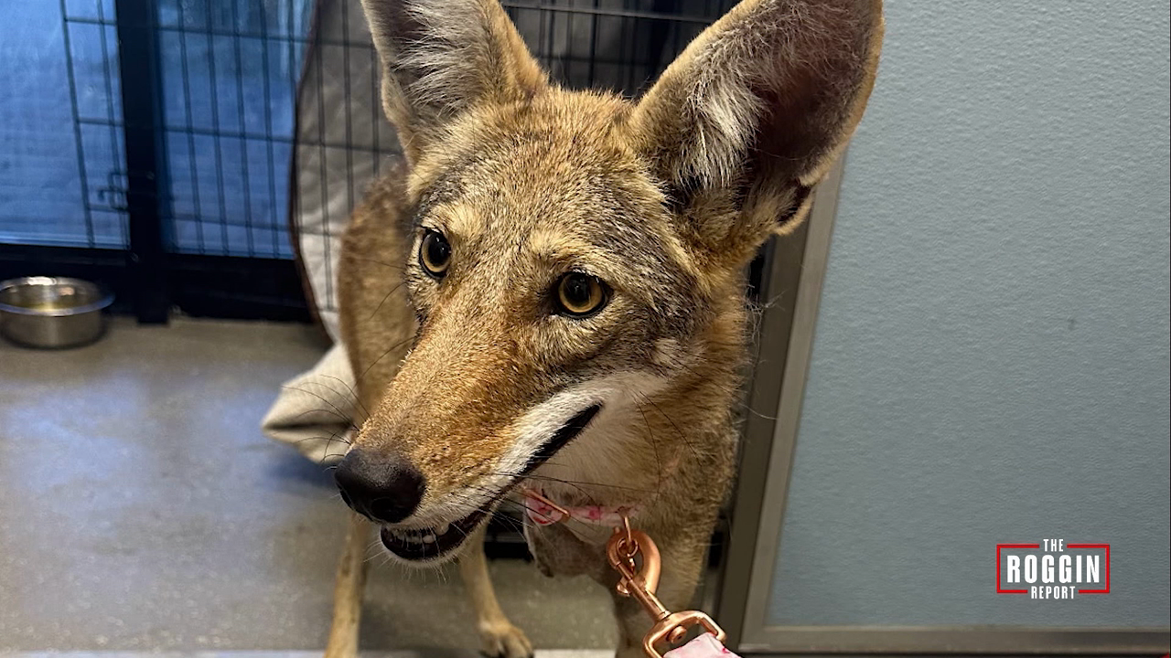 Injured Coyote 'Athena' Rescued After Vet Steps In, Wildlife Raid ...