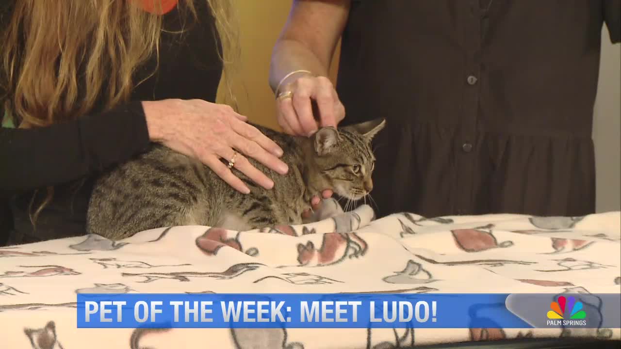 Pet of the Week: Meet Ludo, the Lovable Couch Potato Kitten