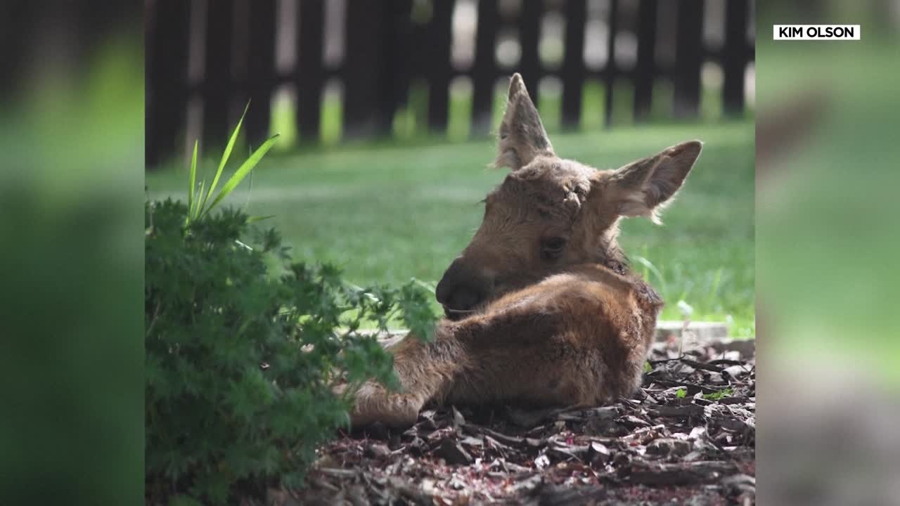 Utah Wildlife Officials Warn Residents to Keep Distance During Baby ...