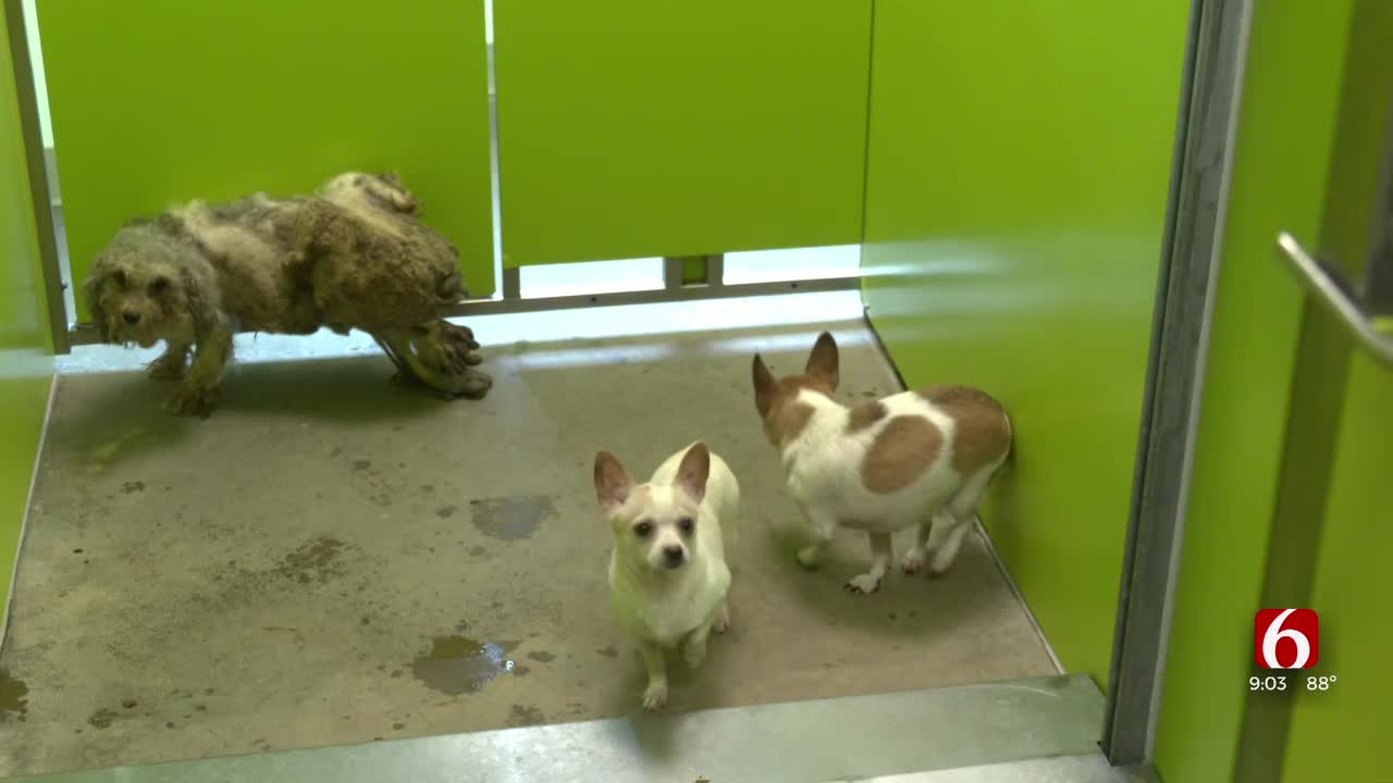 Tulsa SPCA Takes Dozens Of Dogs From Hoarding Situation In Haskell County