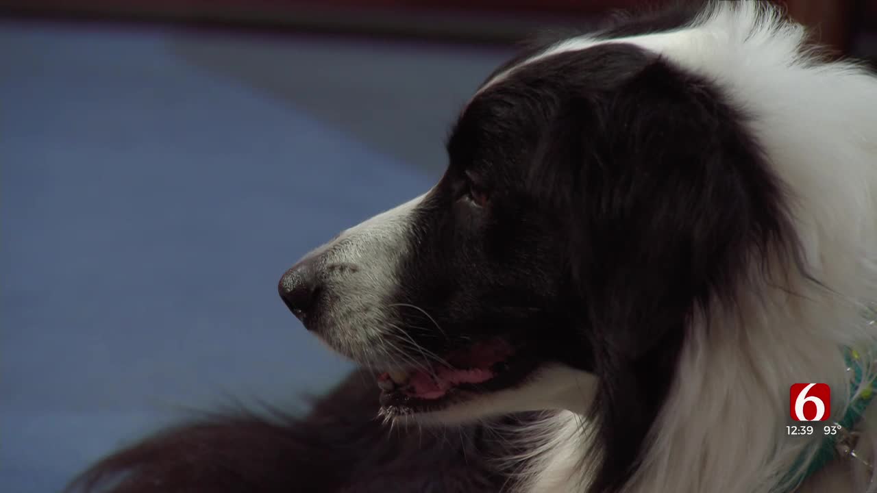 K9 Manners: Chasing Cars, Lunging & Eating