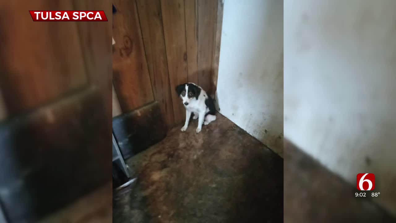 Tulsa SPCA Rescues Over 30 Dogs