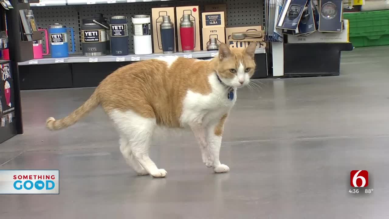 Owasso Hardware Store Cat Cast-Free After Workplace Accident