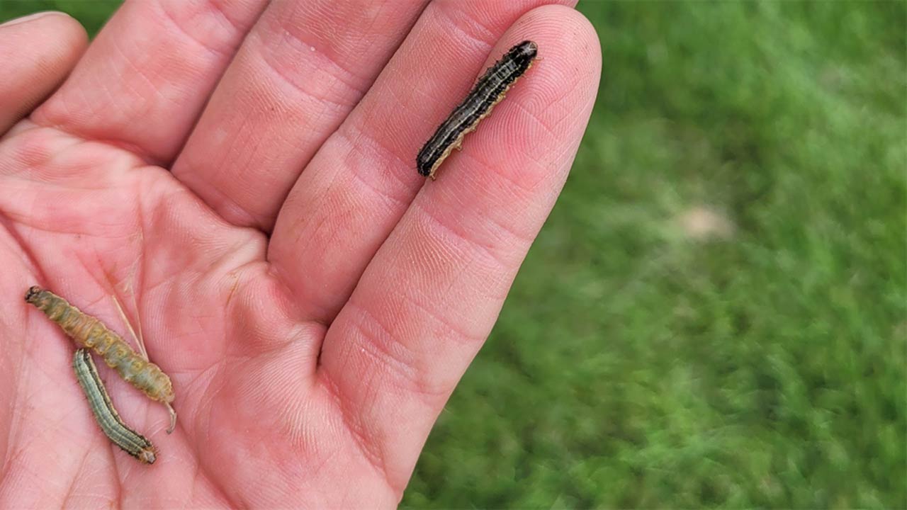 Oklahoma Farmers Report Massive Army Worm Invasion Threatening Grass ...