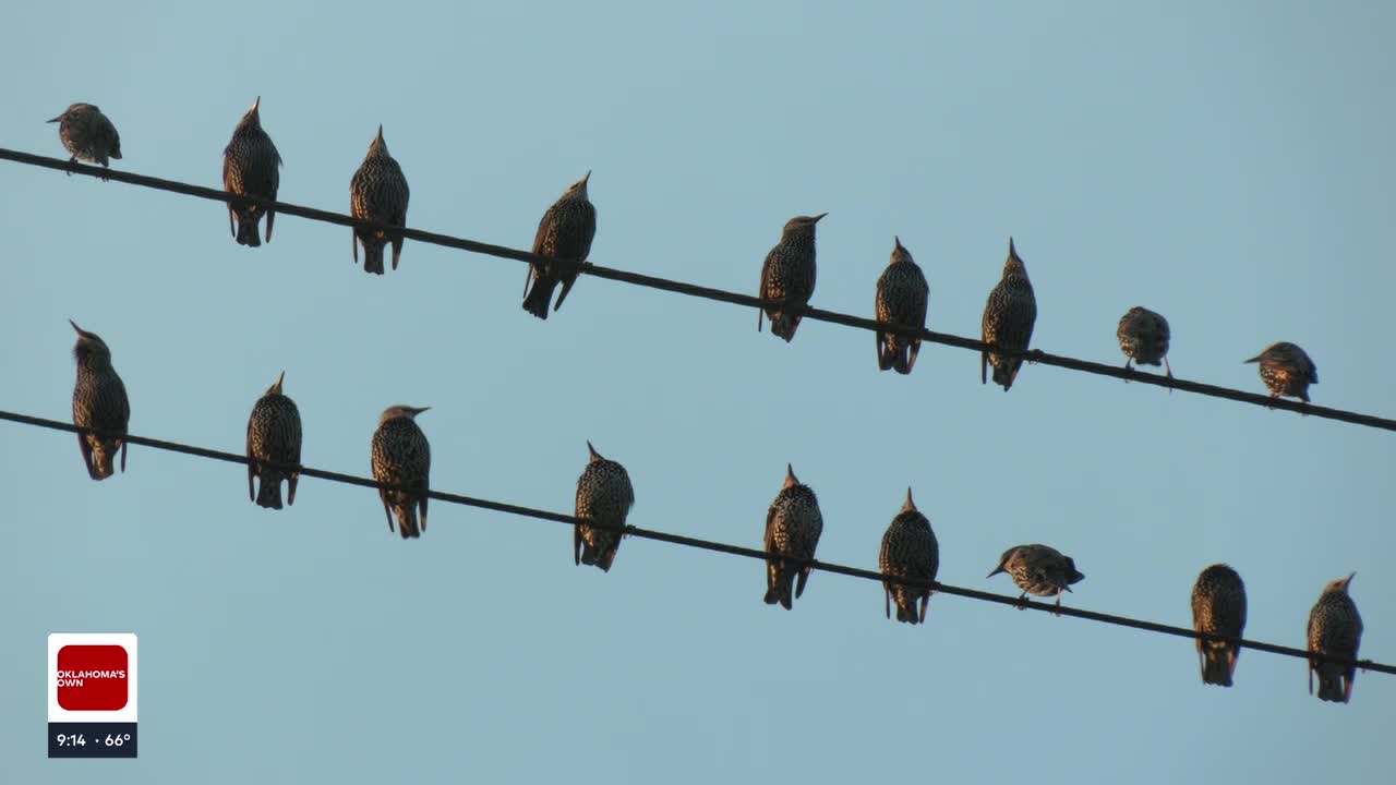 'City Lights Confuse Them:' As Birds Migrate Into Oklahoma, Experts ...