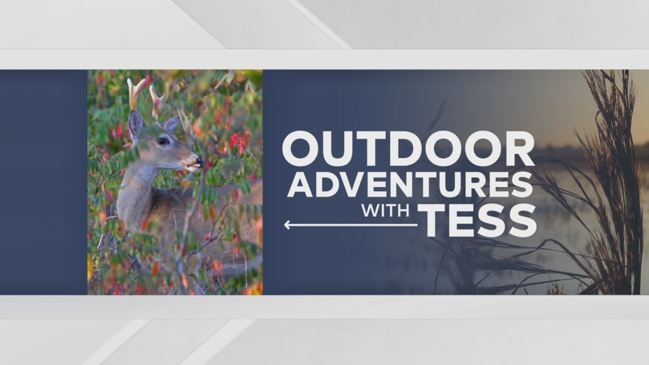Outdoor Pics With Tess: Young Buck In A Patch Of Winged Sumac