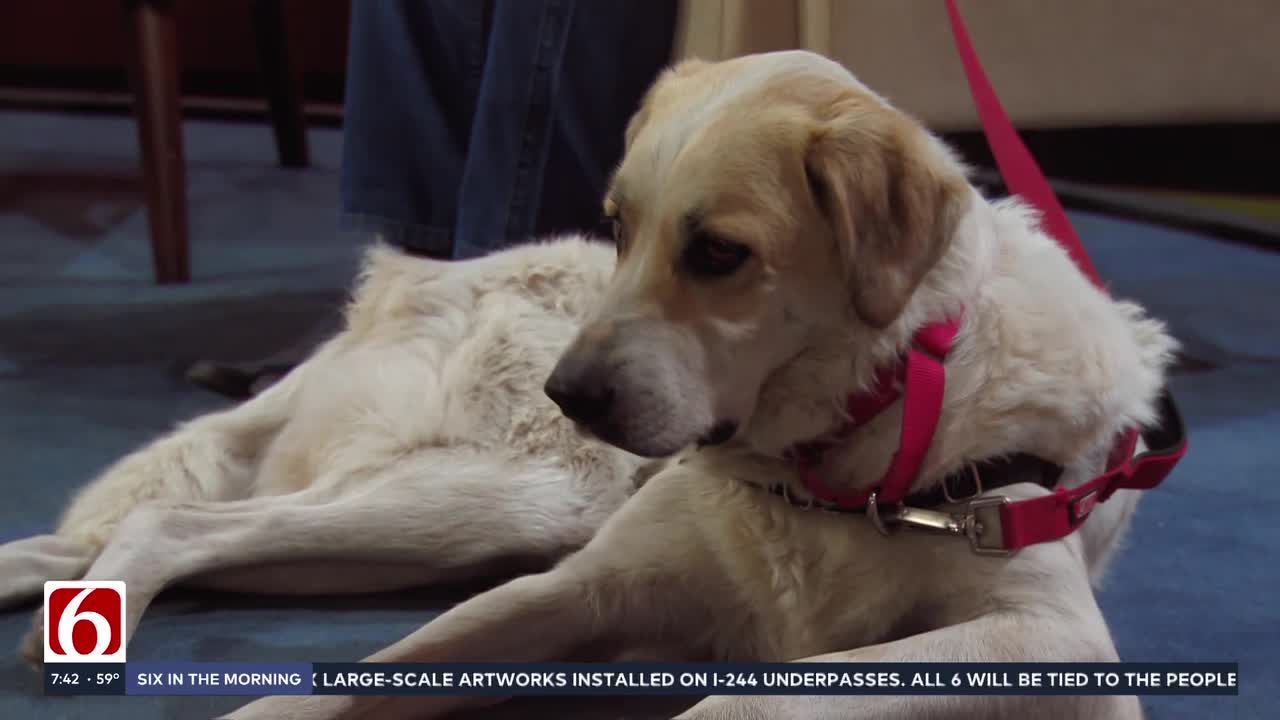 Tulsa SPCA Asks For Donations To Support Families, Pets