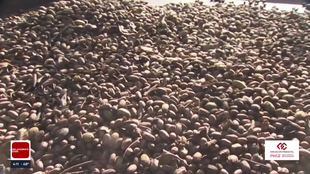 Oklahoma Pecan Harvest Underway As Tulsa's Knight Pecan Farms Opens For ...