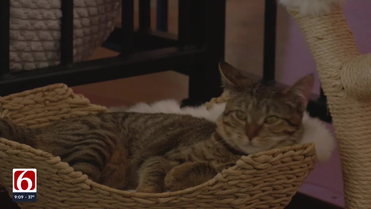 Q&A: What To Know About Tulsa’s First Cat Café And Its Adoptable Cats