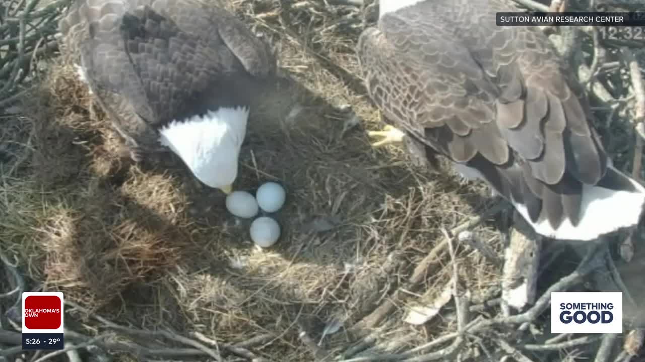 3 bald eagle eggs laid at Sutton Avian Research Center in Bartlesville