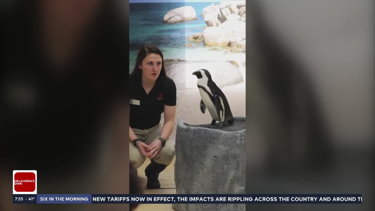 Tulsa Zoo launches behind-the-scenes penguin encounters