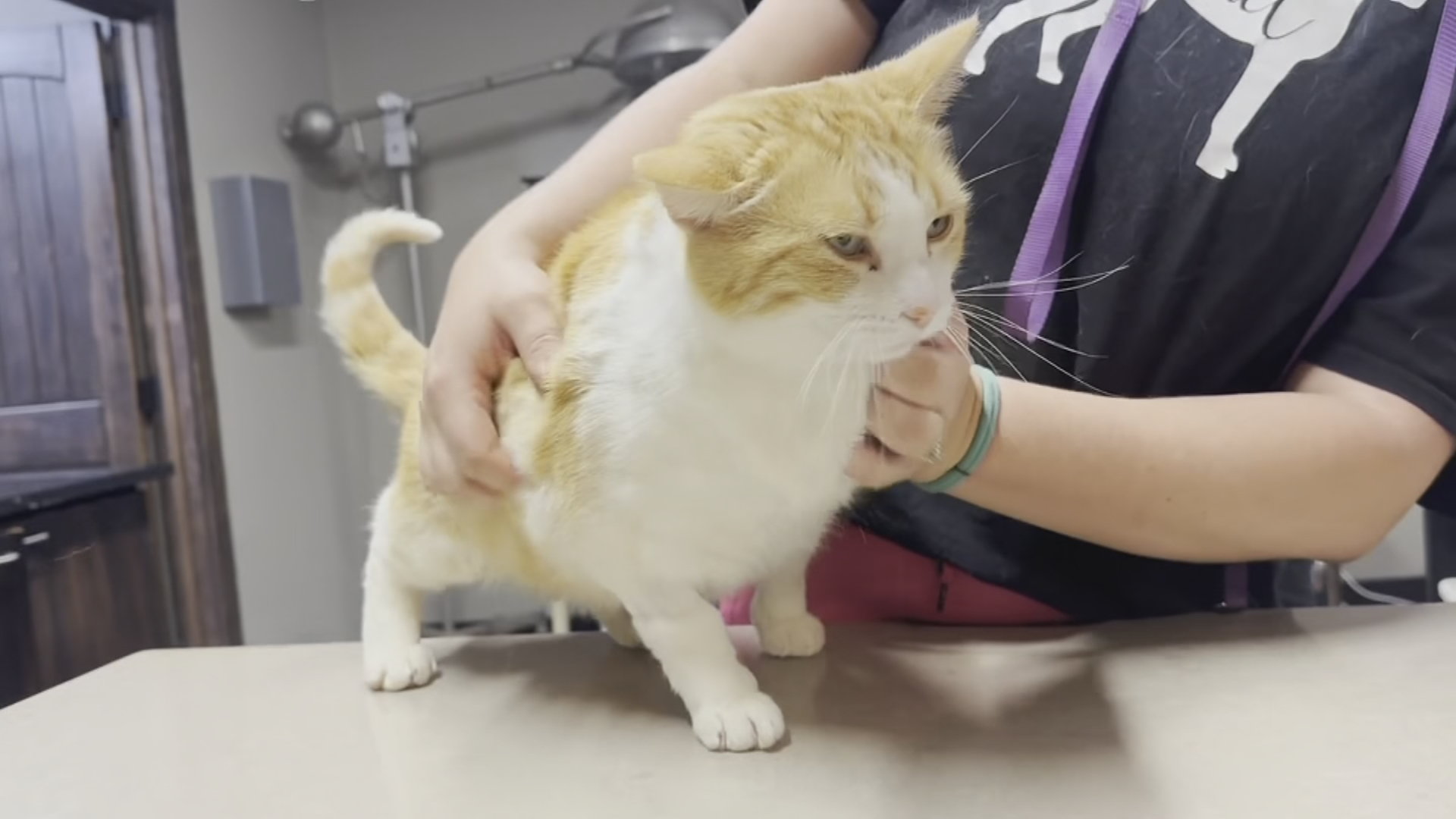 Why neutering male cats is crucial for their health, according to an ...