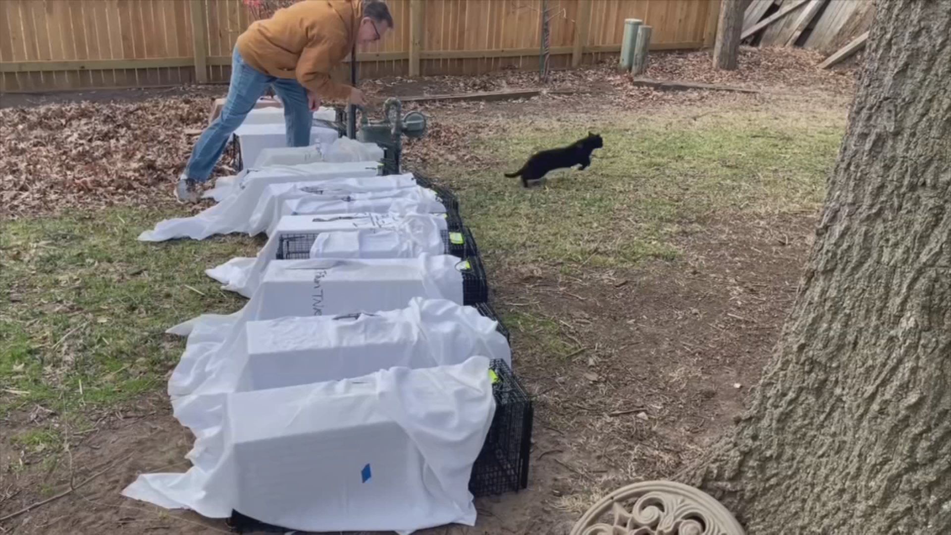 Kitten Fest supports T-Town TNR’s mission to save Tulsa’s community cats