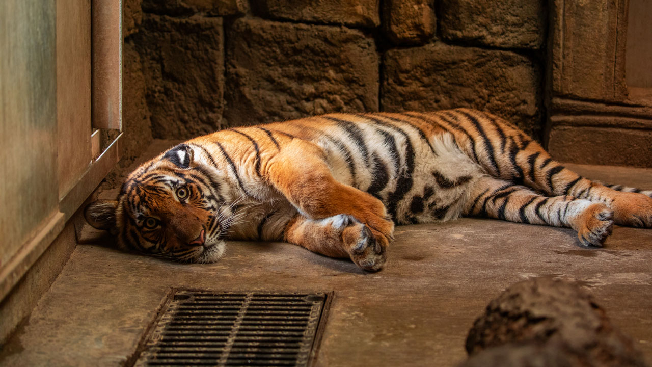 Rava roars back: Tulsa Zoo's tiger cub returns to Lost Kingdom