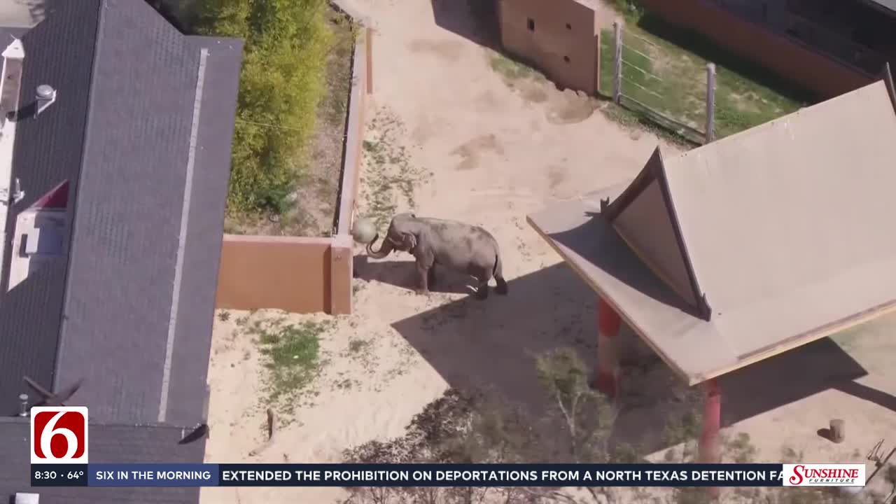 Judge approves transfer of elephants Billy and Tina to Tulsa zoo