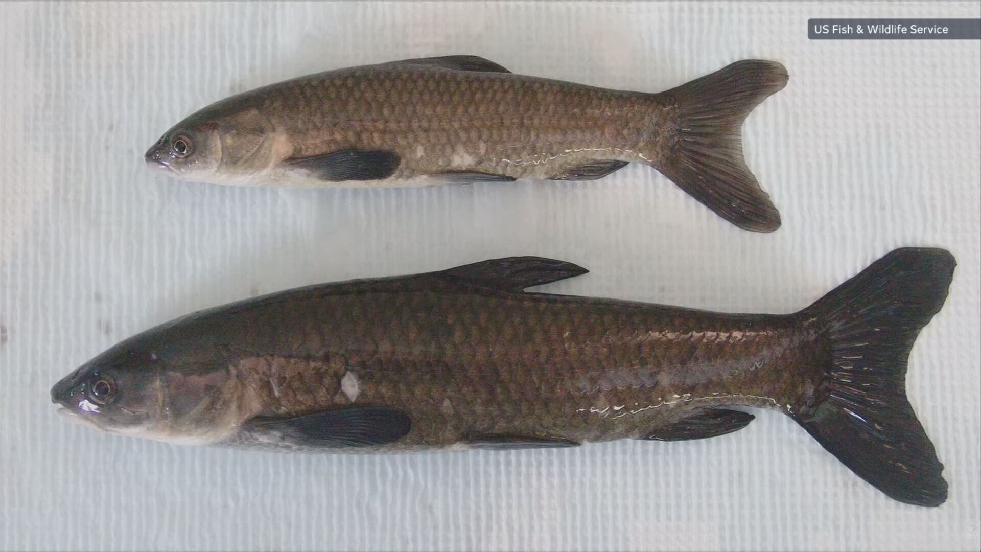 $100 bounty for invasive Black Carp in Oklahoma