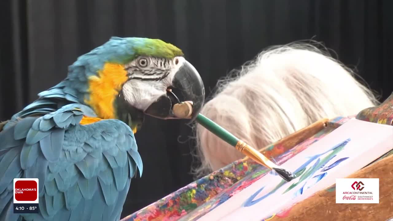 From paintbrushes to roller skates: Parrot performers steal the show at ...