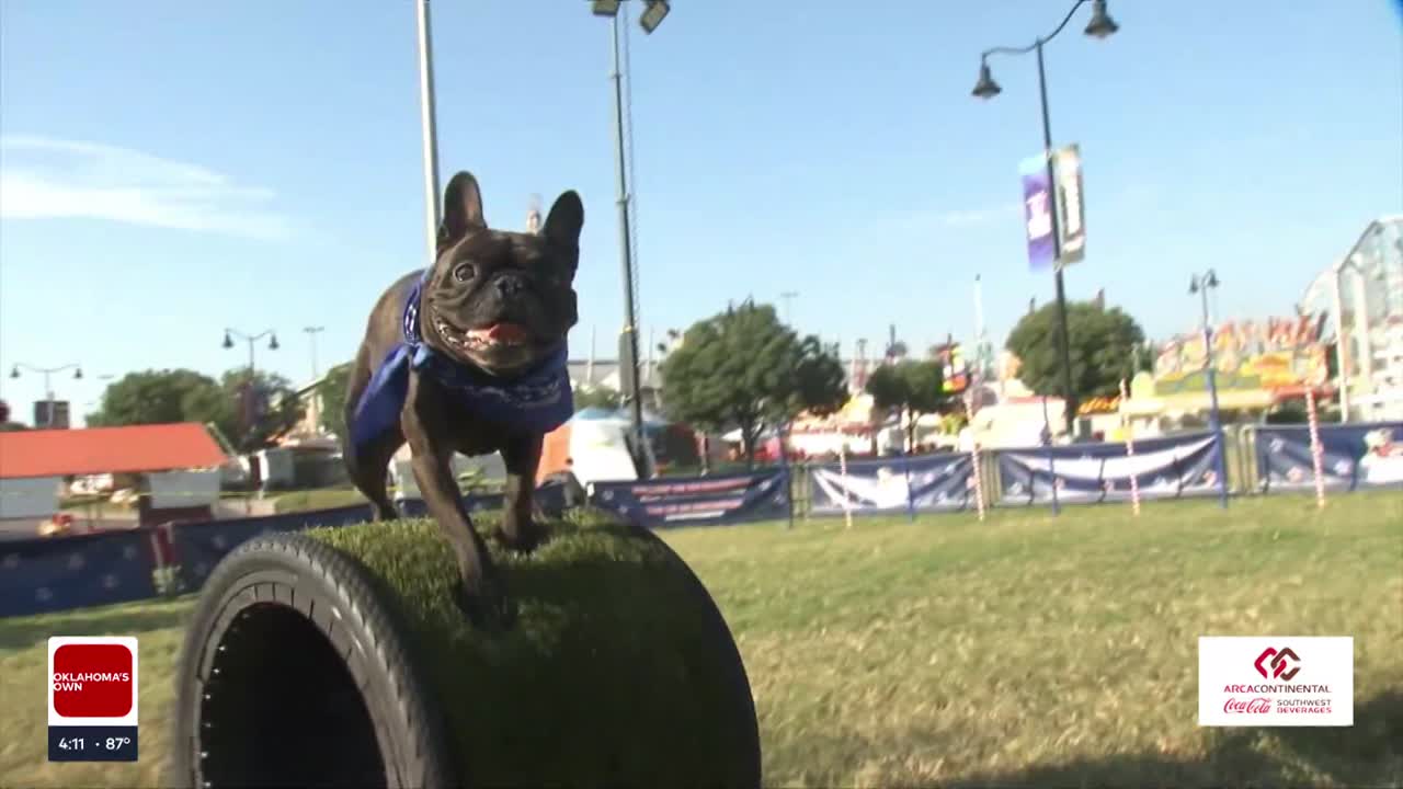 Stunt Dogs Leap into Spotlight, Paws-ome Action at Tulsa State Fair
